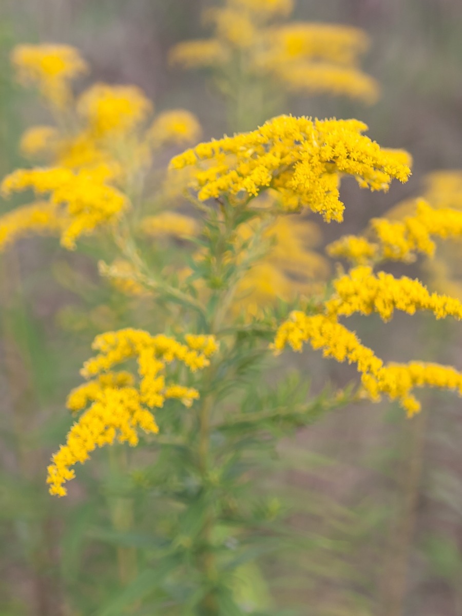Goldenrod Leaves Dye